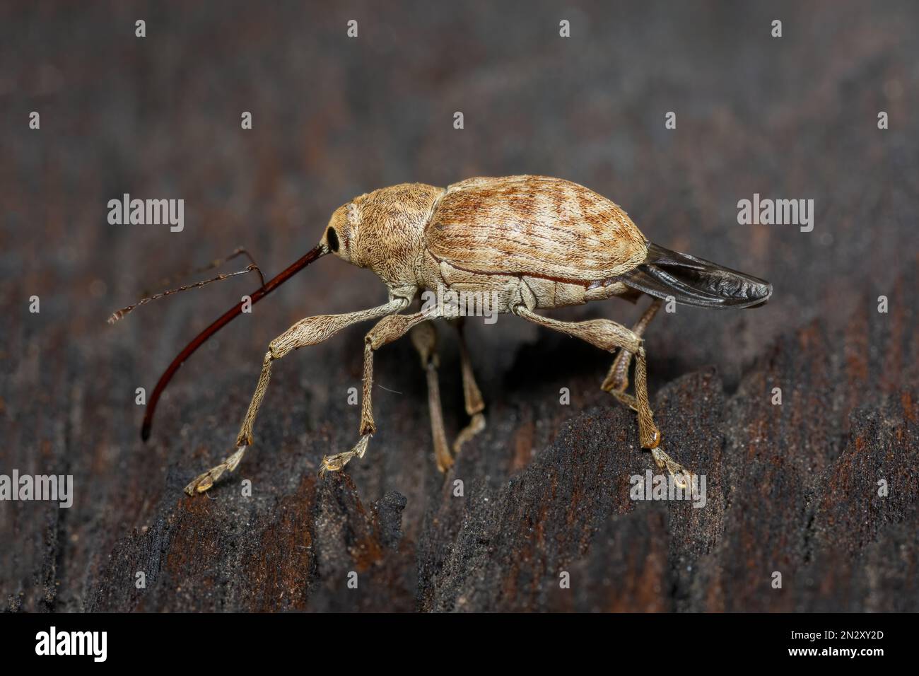 Curculio elephas chestnut hi-res stock photography and images - Alamy