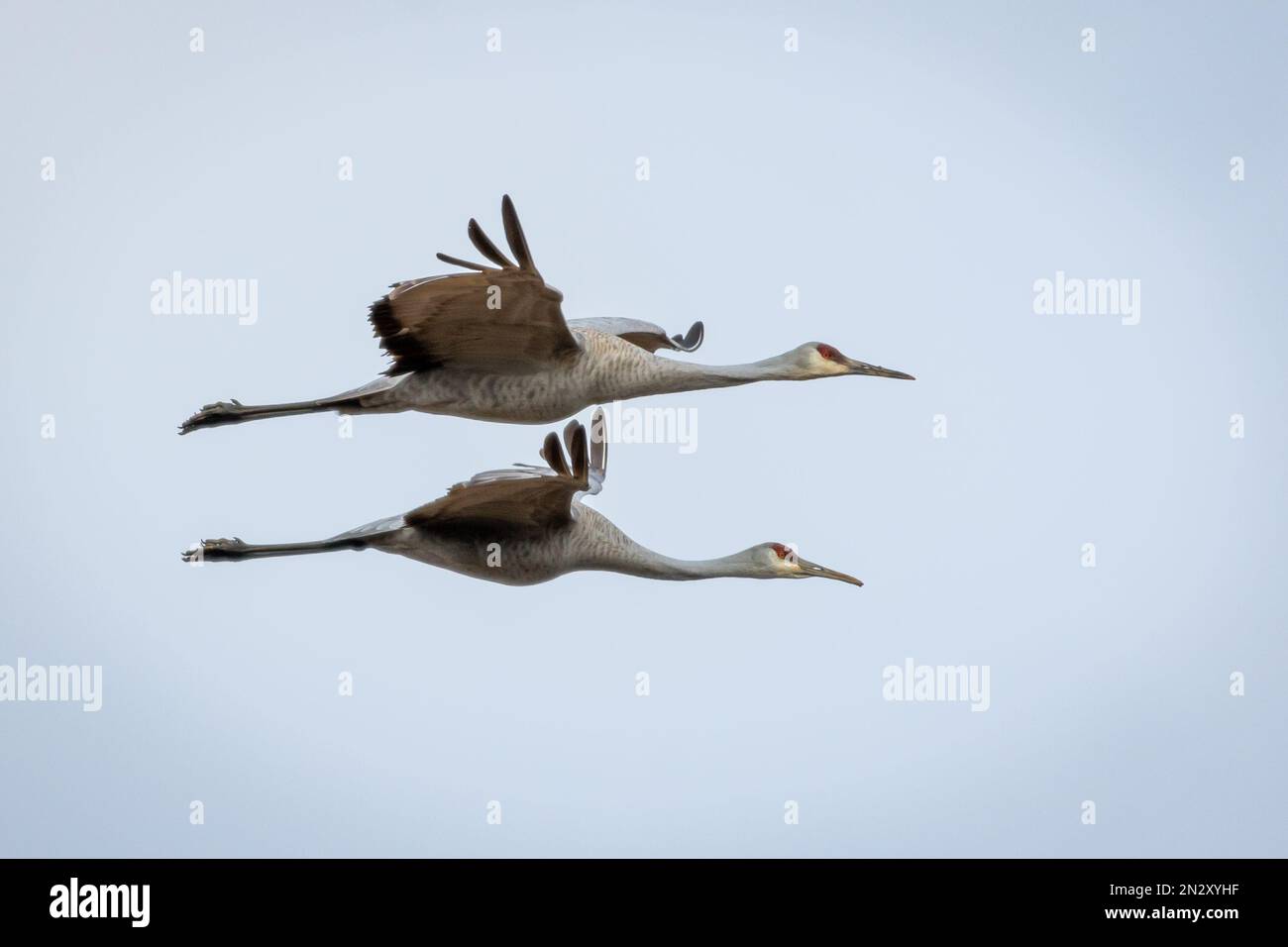 Flying sand crane hi-res stock photography and images - Alamy