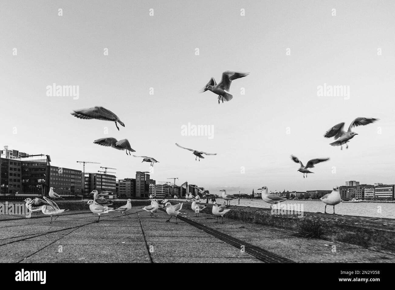 Seagull in sea landscape Black and White Stock Photos & Images - Alamy
