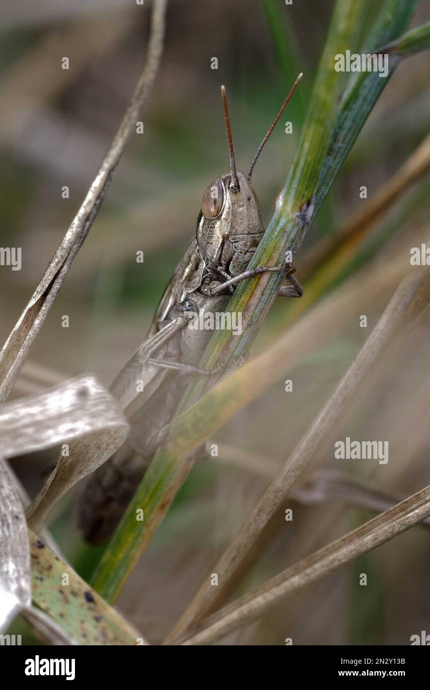 Slant-faced grasshopper (Euchorthippus elegantulus) on a plant Stock ...