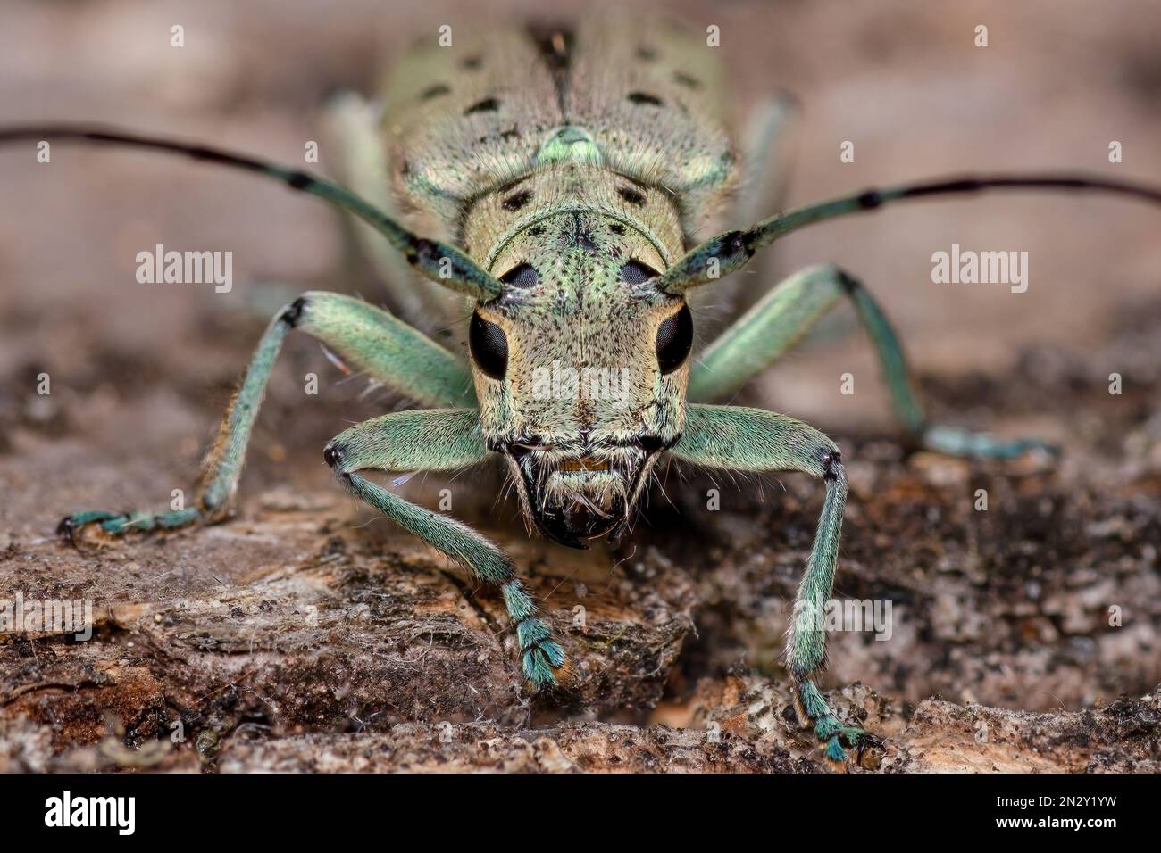Saperda punctata, Vielpunktierter Pappelbock, frontal macro portrait ...