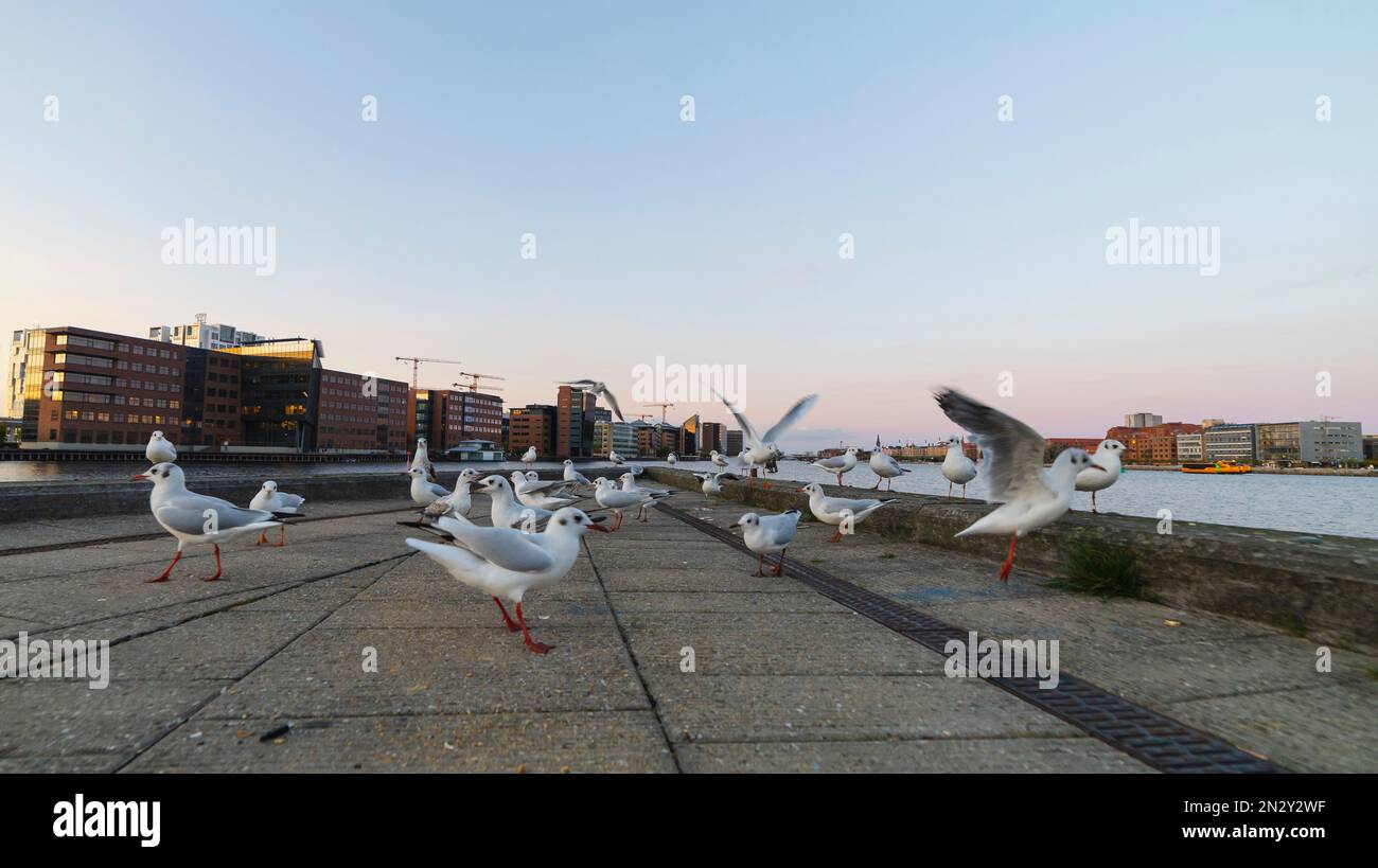 flock of seagulls in the city Stock Photo - Alamy