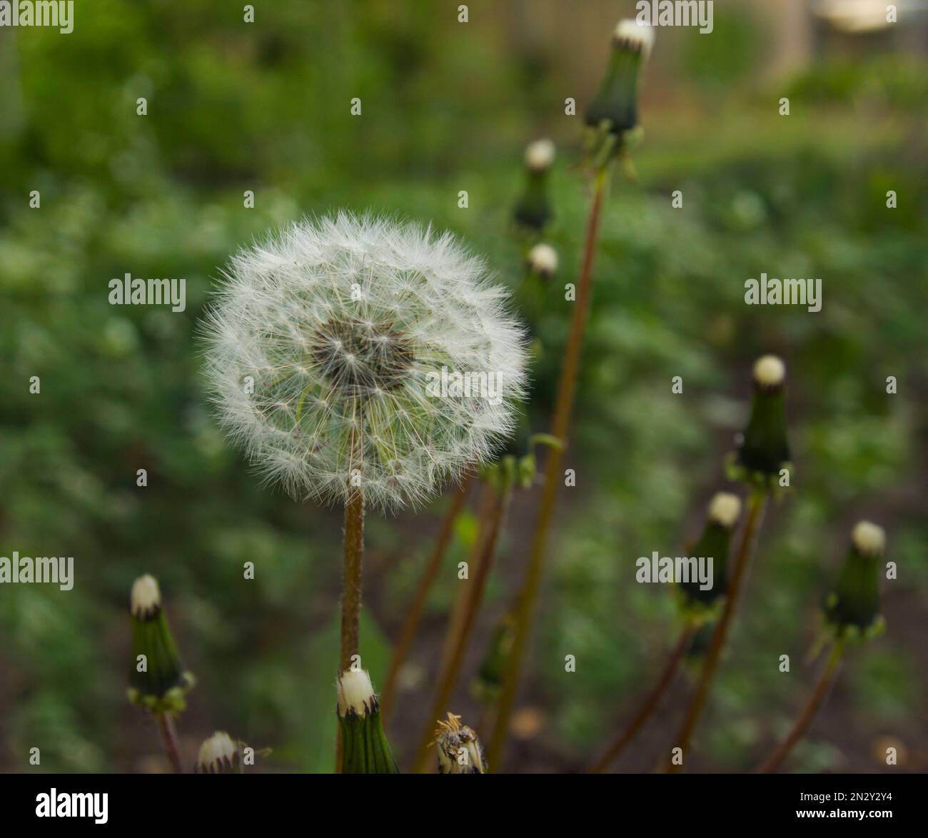 Fluffy dandelion. Ripe seed of a beautiful weed Stock Photo - Alamy