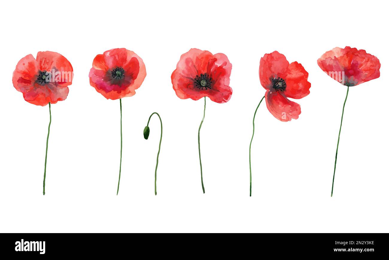 Vector set of red poppies. Colorful meadow wild flowers. Watercolor ...