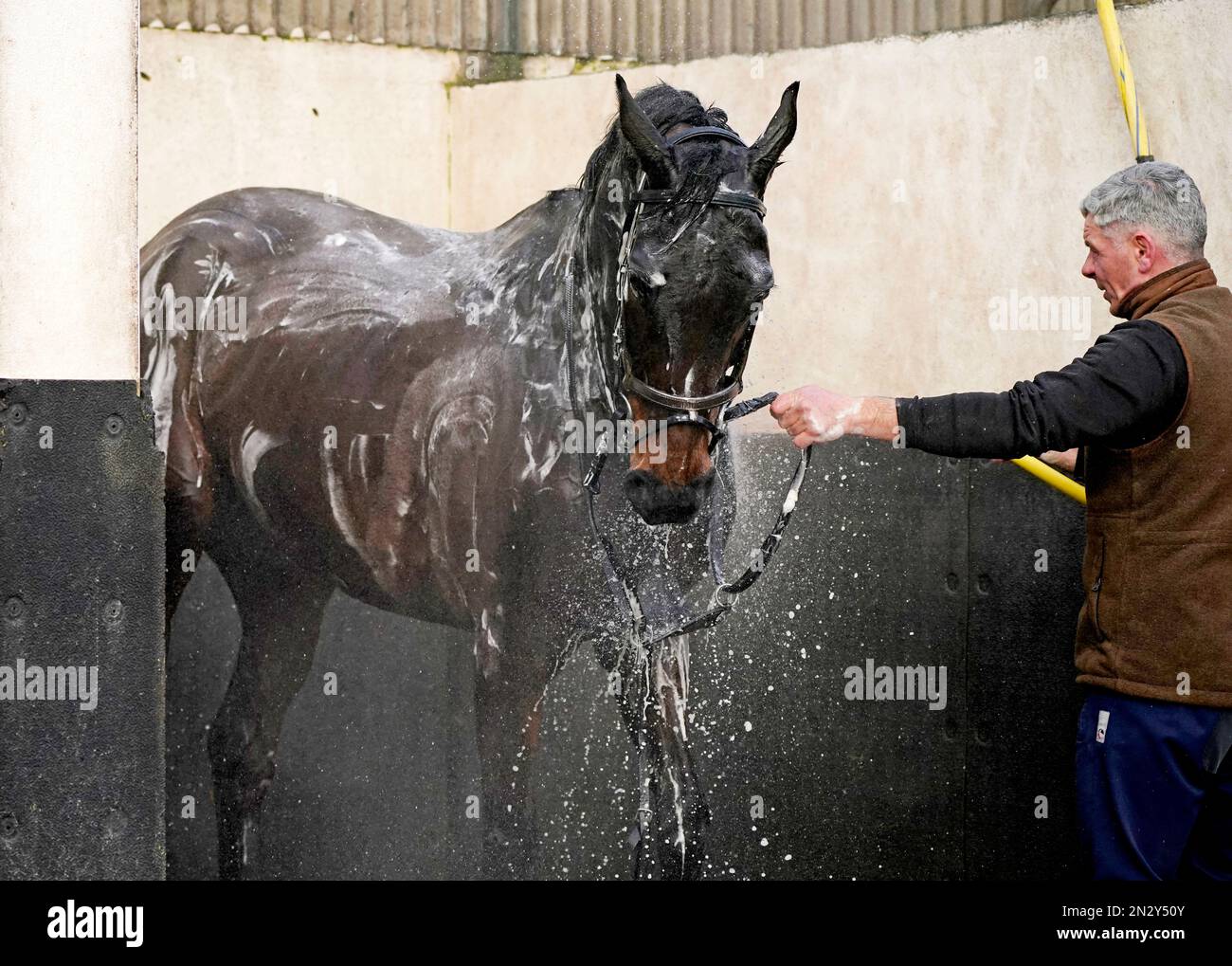 Conflated is hosed down by Cosmos McGivern during a visit to Gordon ...
