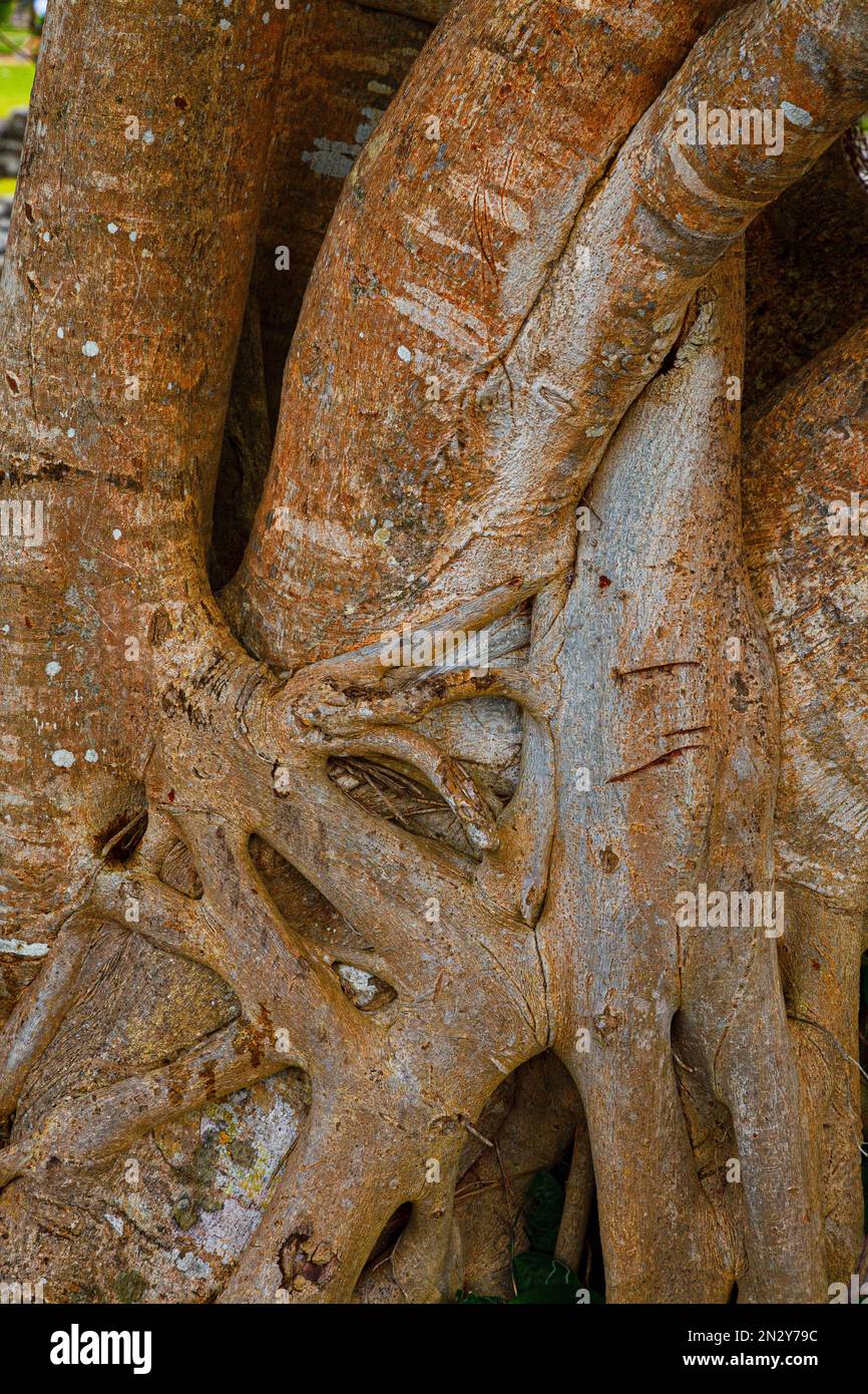 Twisted roots of a ficus tree in Cancun Mexico Stock Photo - Alamy