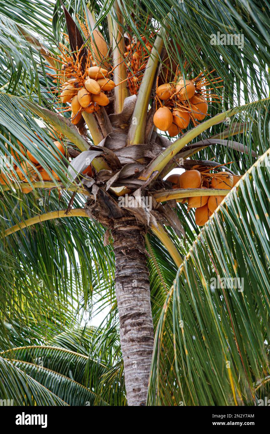 The Coconut Palm Tree, Cocos nucifera, with a bunch of coconuts with a ...