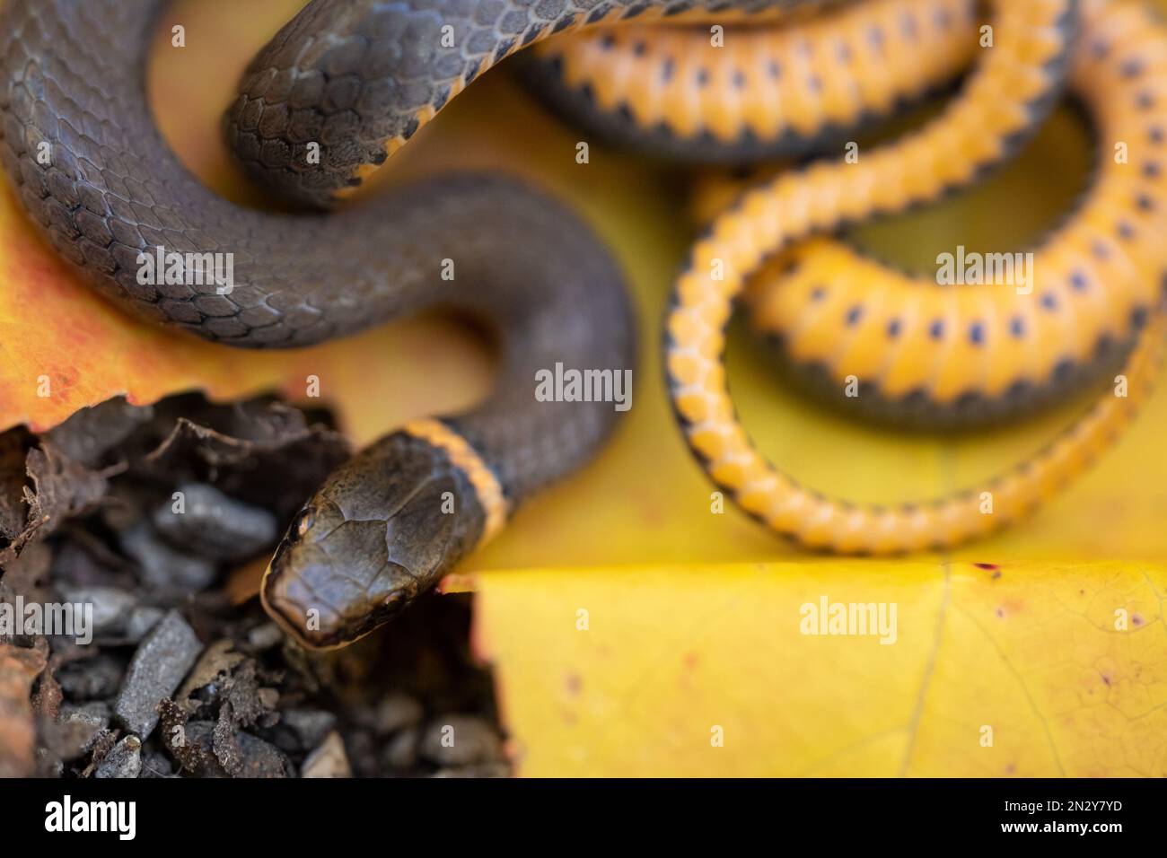 Ringneck snake hi-res stock photography and images - Alamy