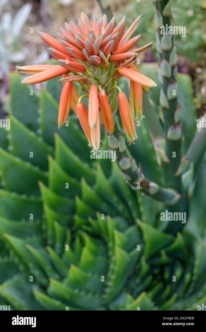 Aloe polyphylla, evergreen perennial, foliage in spiral pattern ...