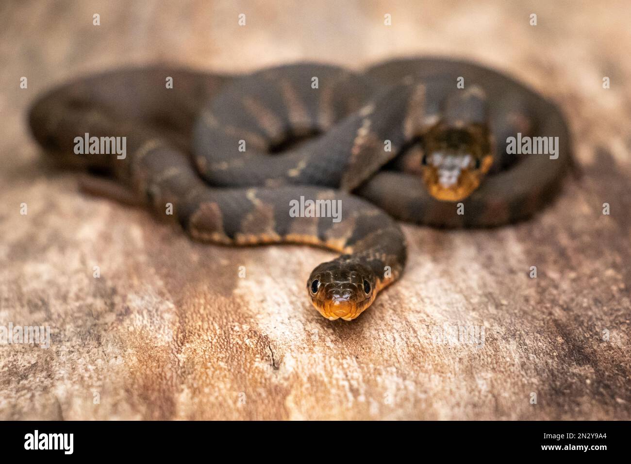 Common Water Snakes Stock Photo - Alamy