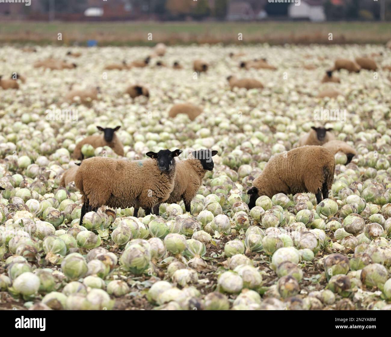 Sheep in cabbage patch hi-res stock photography and images - Alamy