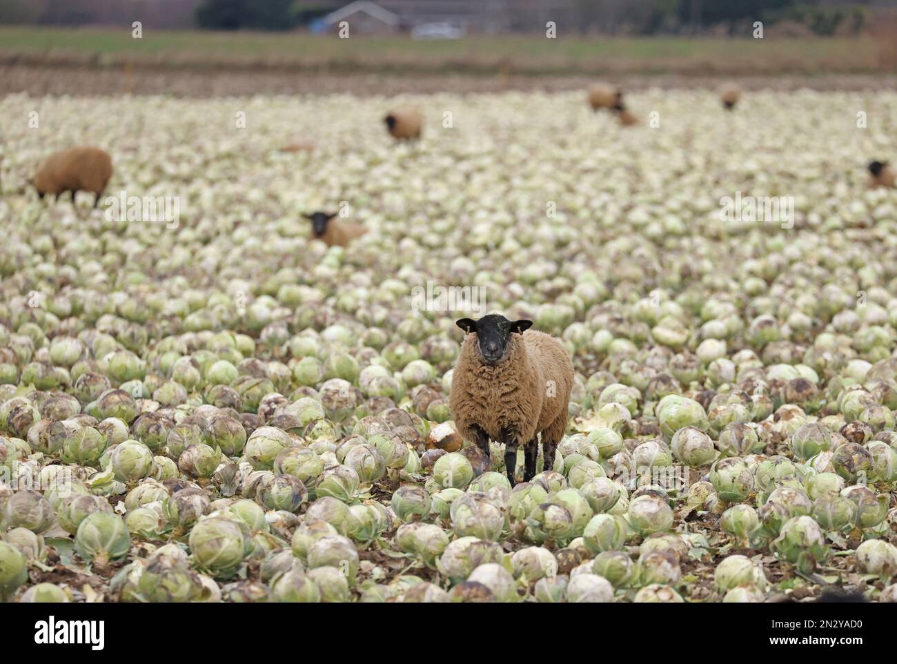 Sheep in cabbage patch hi-res stock photography and images - Alamy