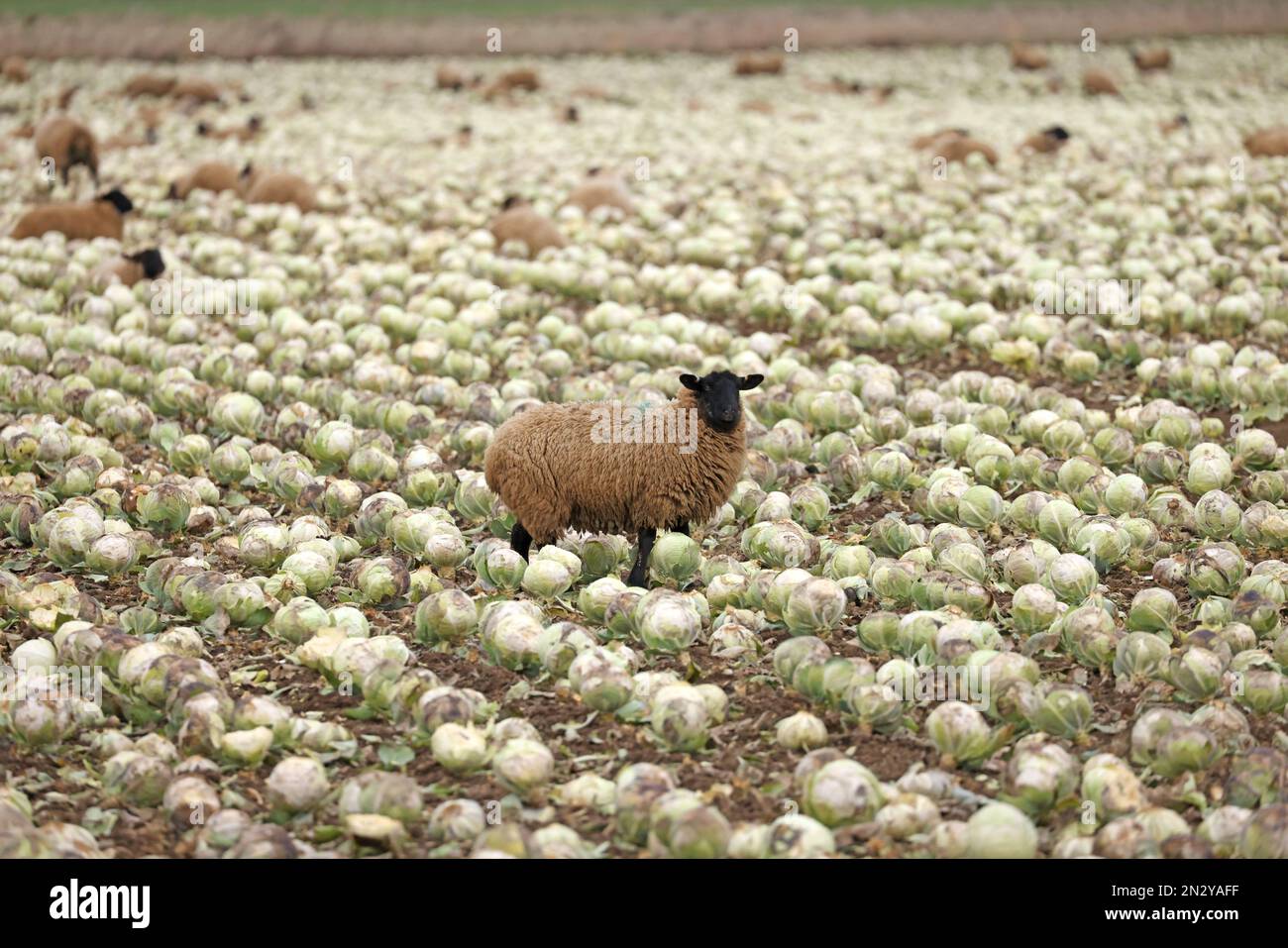 Sheep in cabbage patch hi-res stock photography and images - Alamy