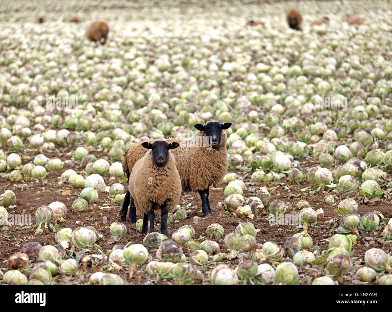 Sheep in cabbage patch hi-res stock photography and images - Alamy