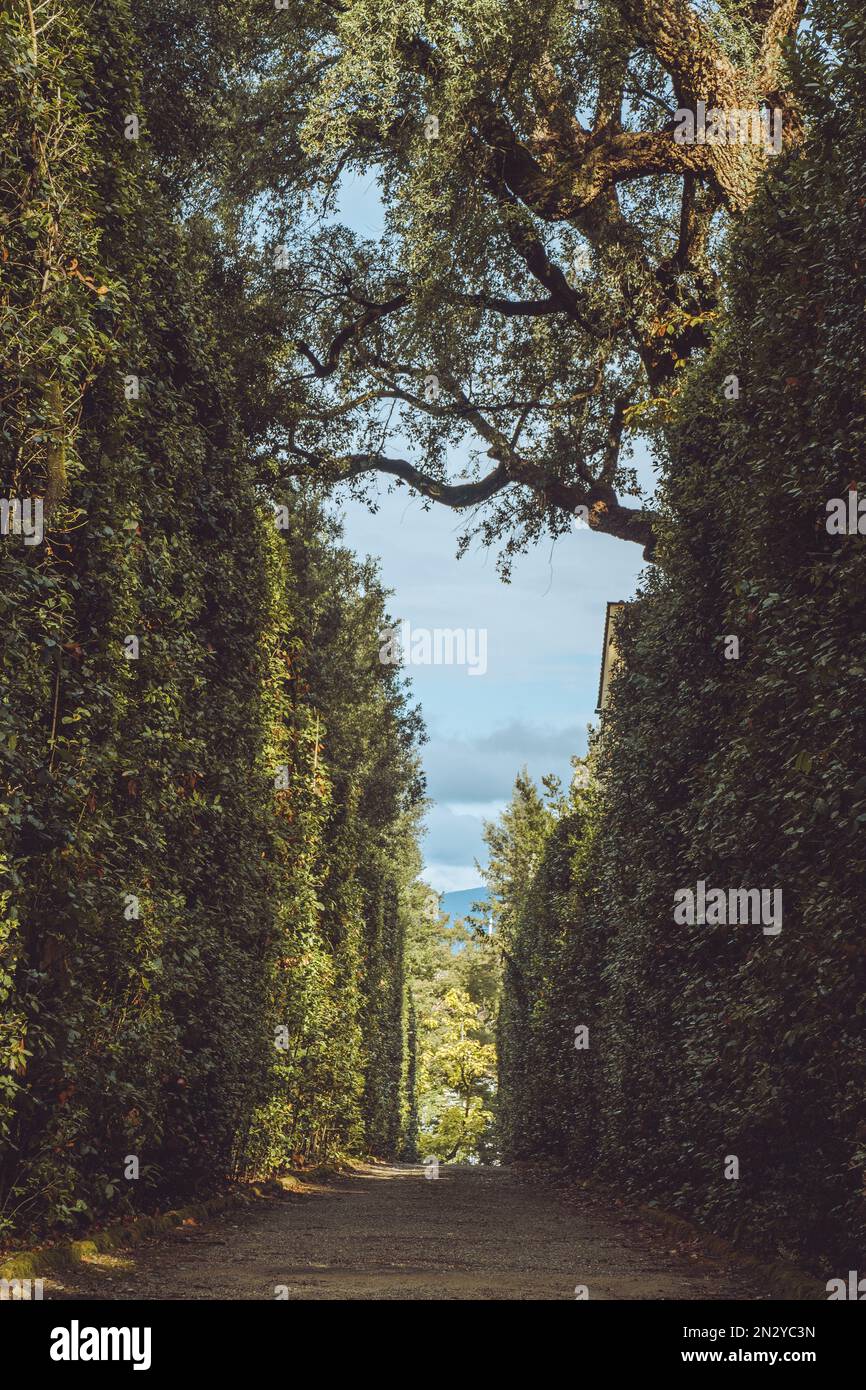 Garden Pathway Street Maze Like Trees Hedge Stock Photo - Alamy