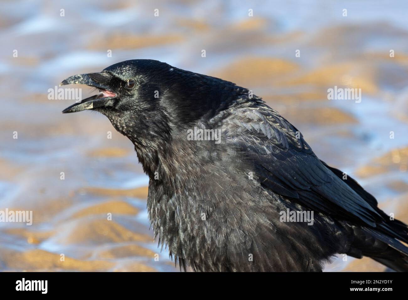 Crows are the largest members of the passerine or perching birds. The ...