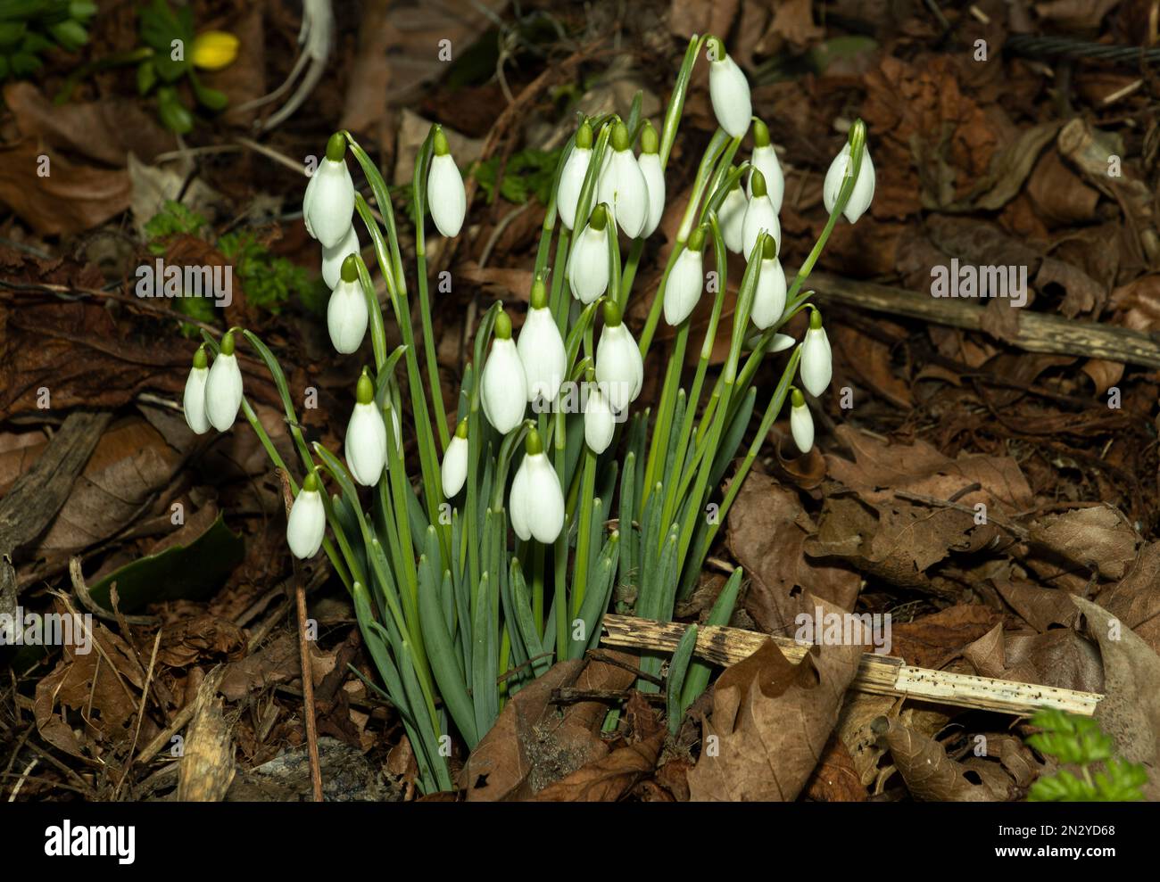 The Snowdrop is usually the first flower to emerge in late winter ...