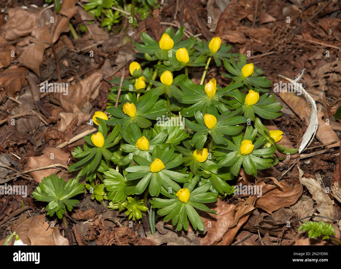 The Winter Aconite is one of the first flowers to emerge from the ...