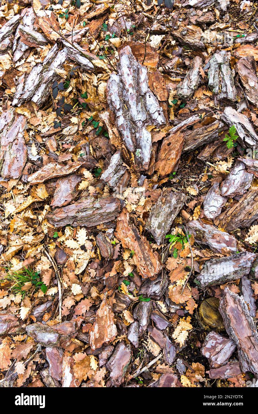Pieces of bark from diseased and dying Pine tree - France Stock Photo ...
