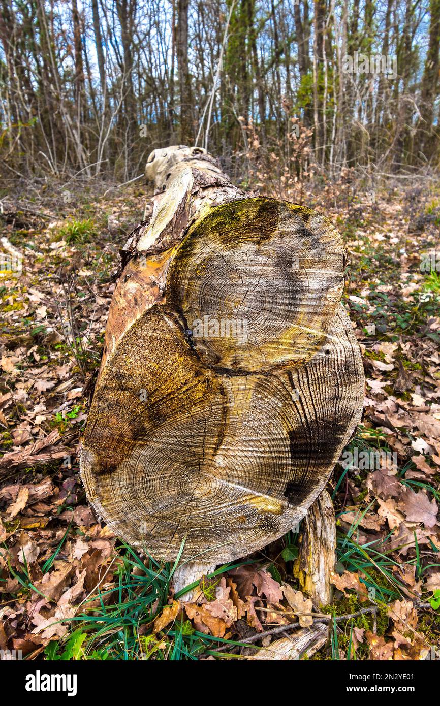 Oak tree trunks and branches felled and stacked for domestic wood ...