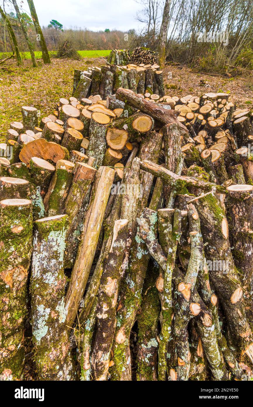 Oak Tree Trunks And Branches Felled And Stacked For Domestic Wood