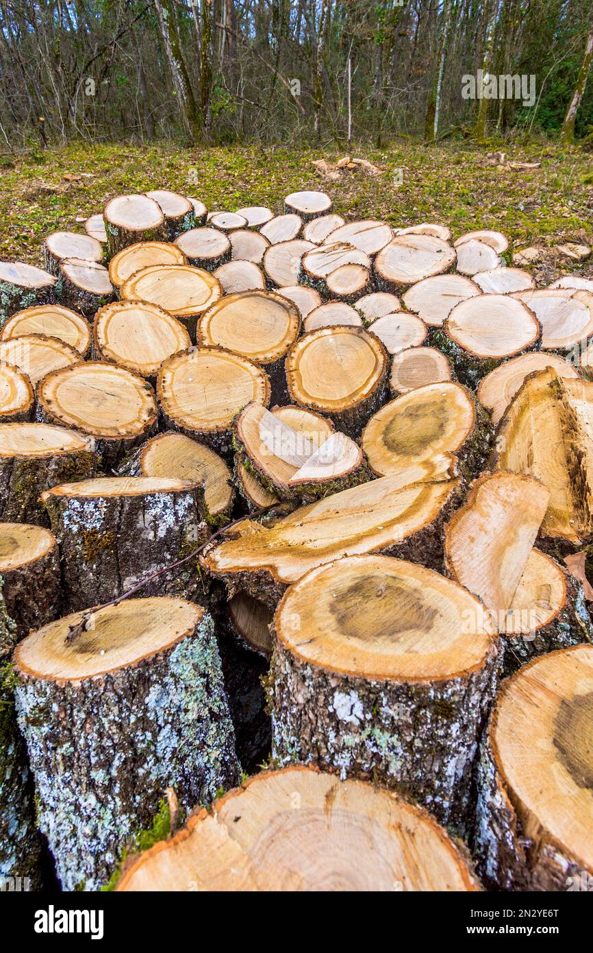 Oak Tree Trunks And Branches Felled And Stacked For Domestic Wood