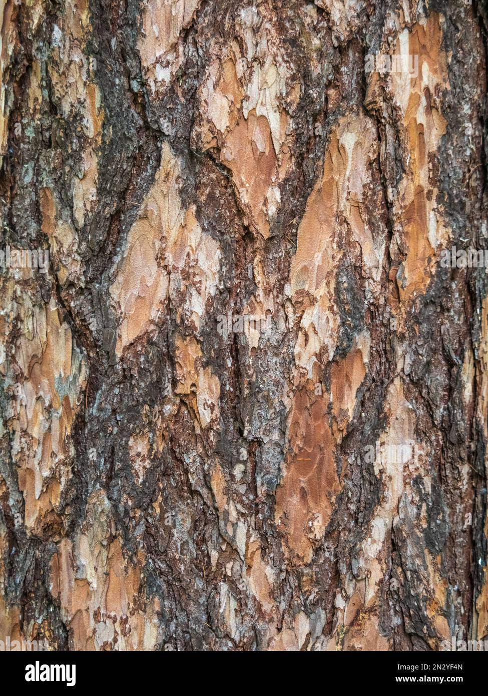 Old wood bark texture or background. Red pine tree Stock Photo - Alamy