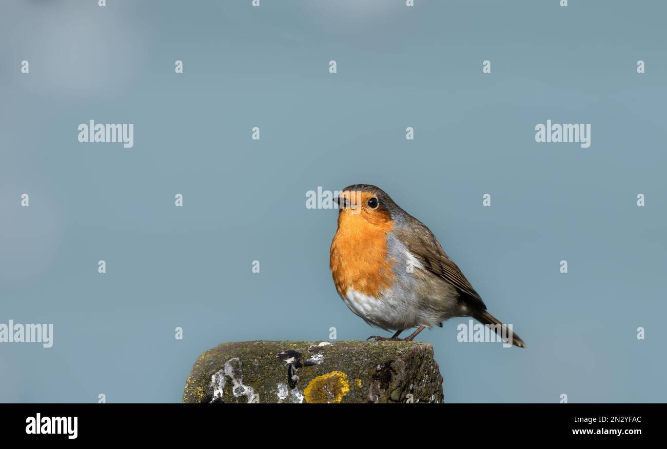 A close up of a single robin sat on a fence post with a clean smooth ...