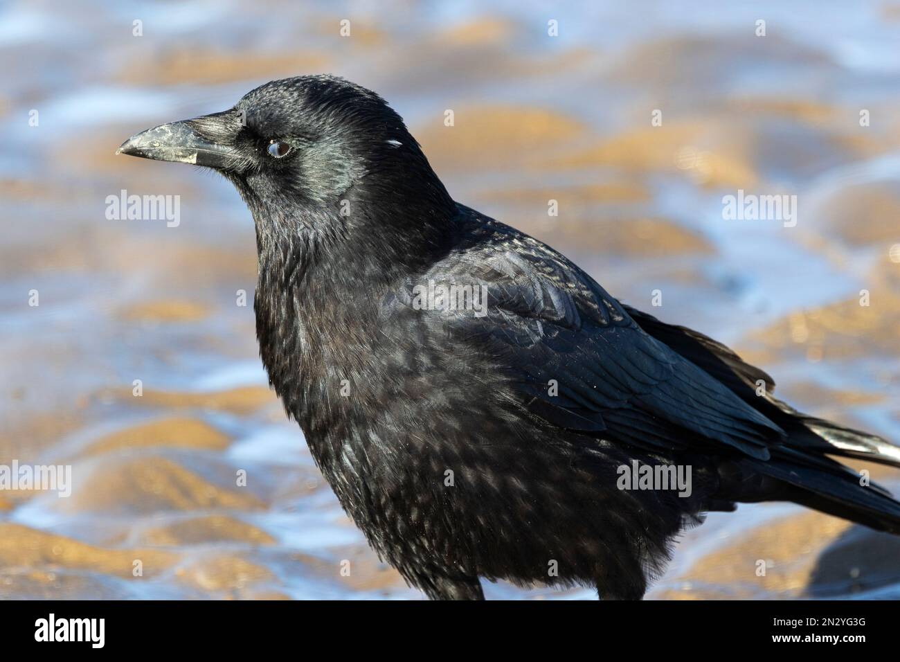 Caught in mid-blink, this Carrion Crow shows its third eyelid, or ...