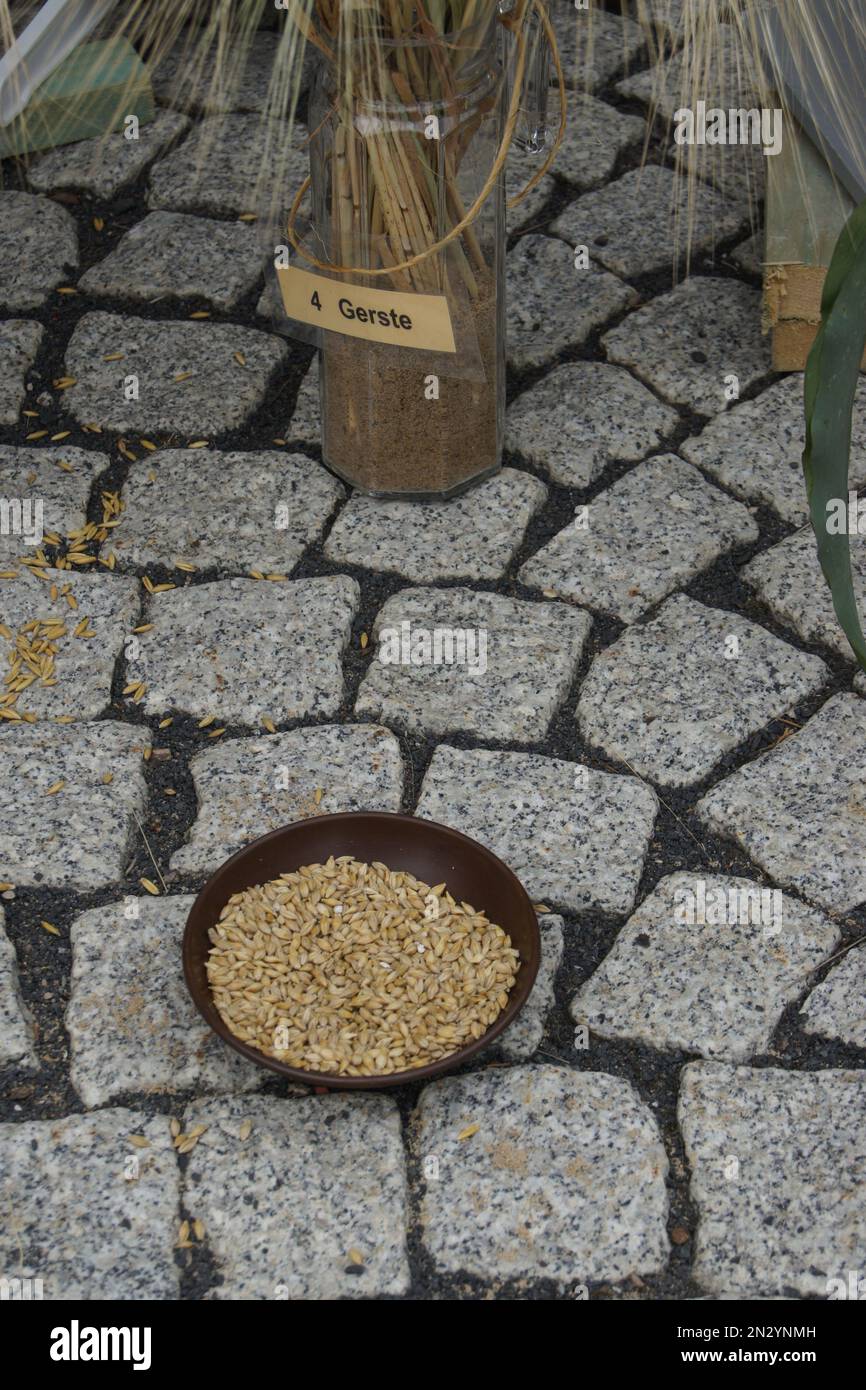 Getreideart Gerste auf dem 1. Theilheim Heimatfest Stock Photo - Alamy