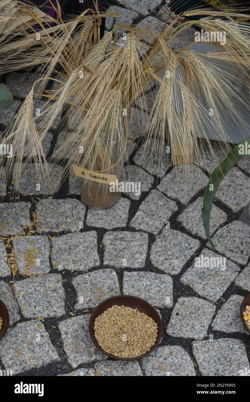 Getreideart Gerste auf dem 1. Theilheim Heimatfest Stock Photo - Alamy