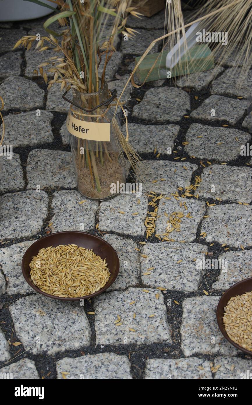 Getreideart Hafer auf dem 1. Theilheim Heimatfest Stock Photo - Alamy
