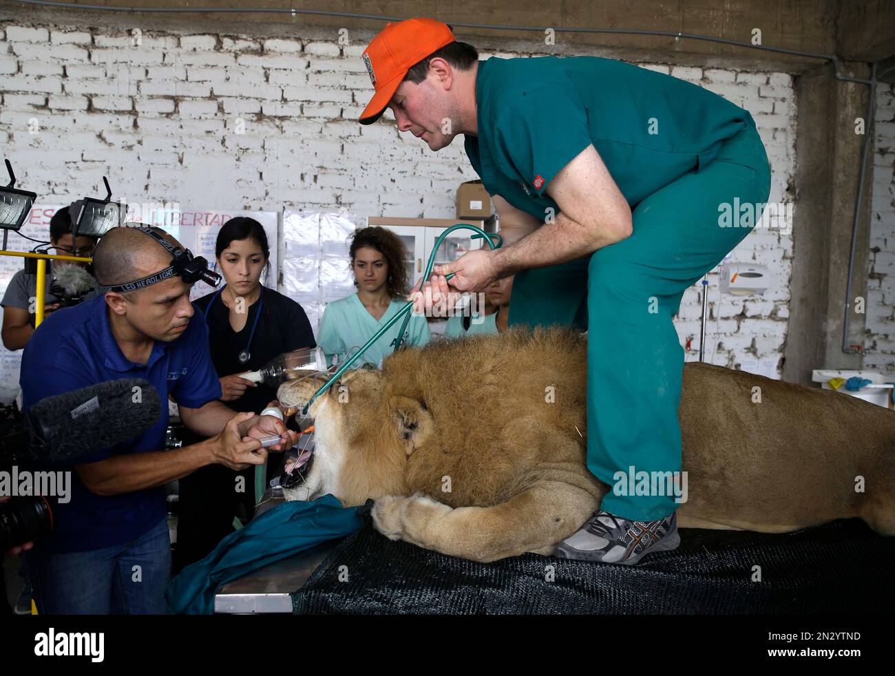 A former circus lion named "King" lays sedated as veterinarians perform ...