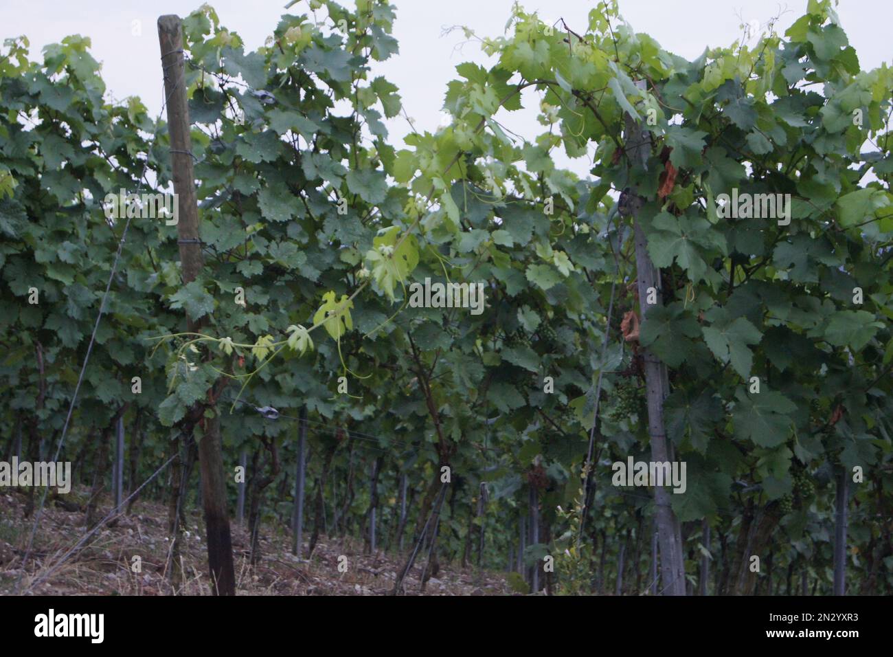 Reben weinbau weinberg hi-res stock photography and images - Alamy