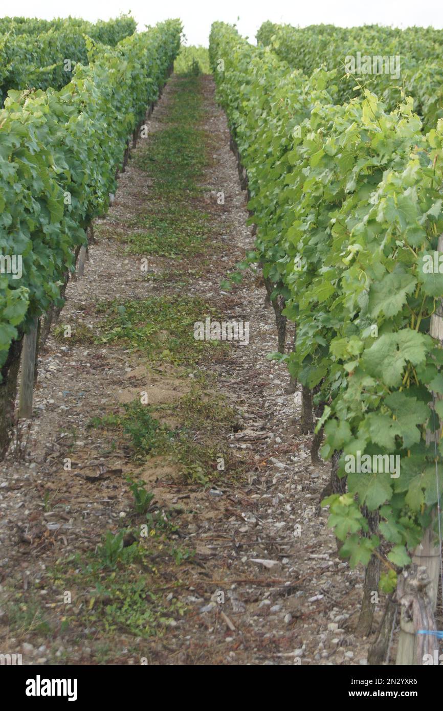 Weinbergsanlage hi-res stock photography and images - Alamy