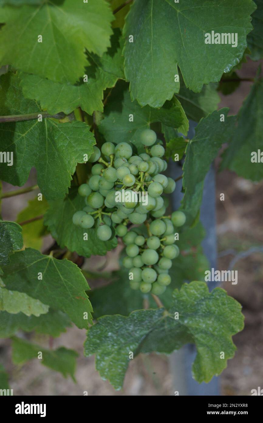 Weinbau weinberg hi-res stock photography and images - Alamy