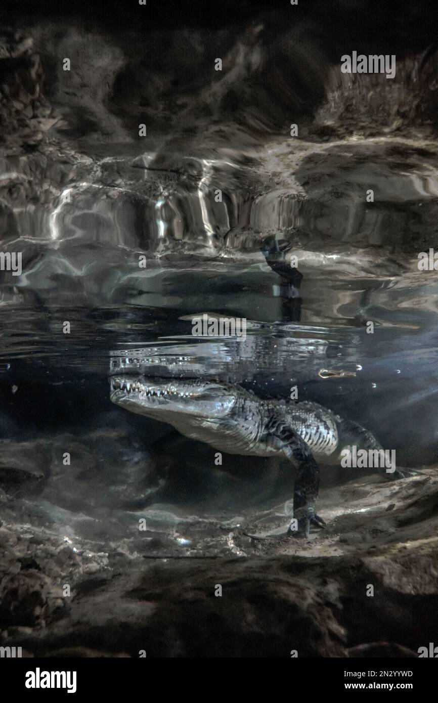 Crocodile at cenote Casa Cenote Stock Photo - Alamy