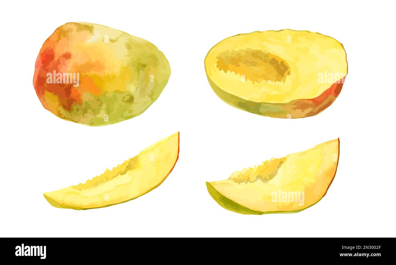 Vector mango fruit. Colorful juicy slices whole and cut. Watercolor ...