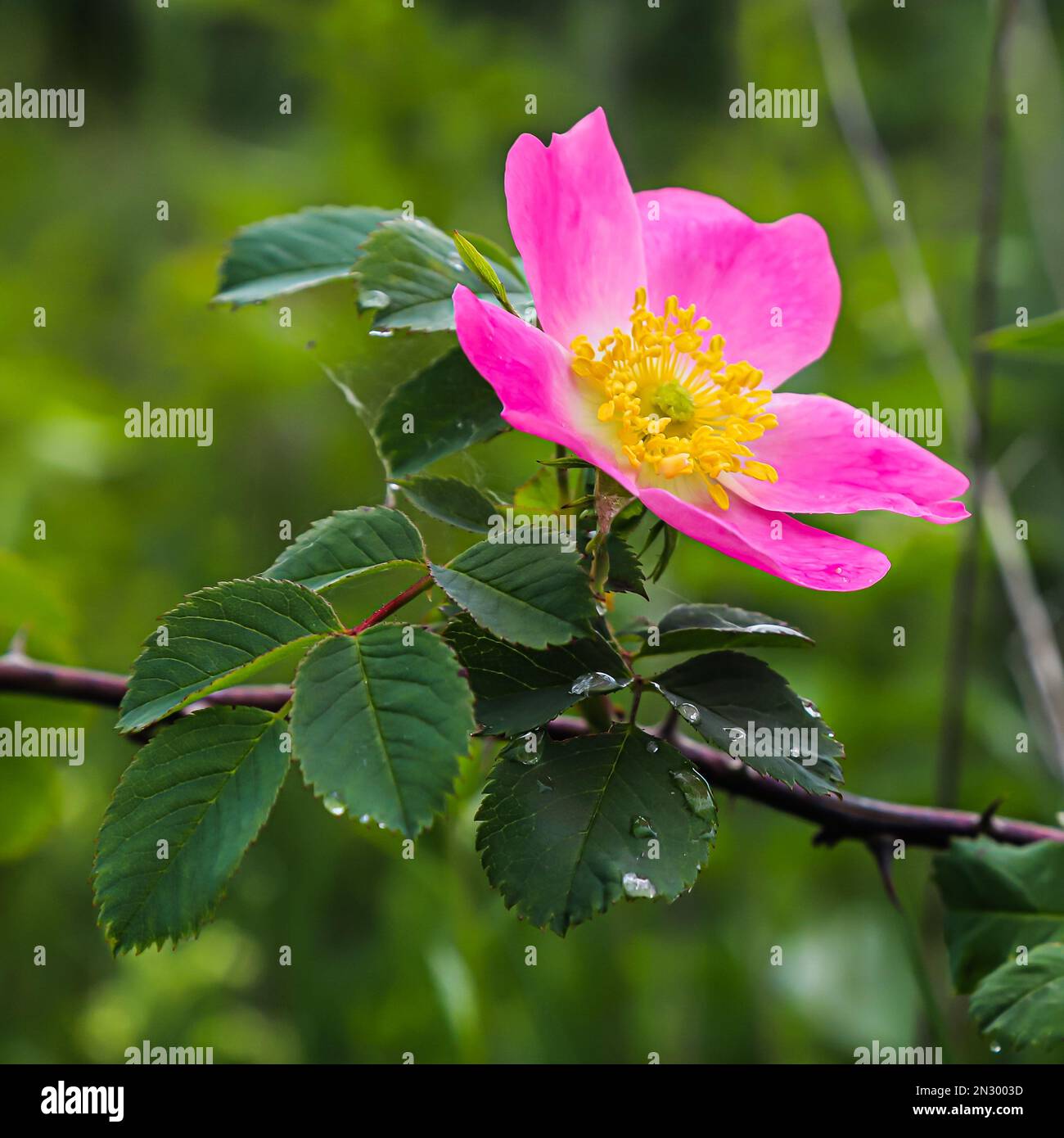 rose hip flower in natural environment close up Stock Photo - Alamy