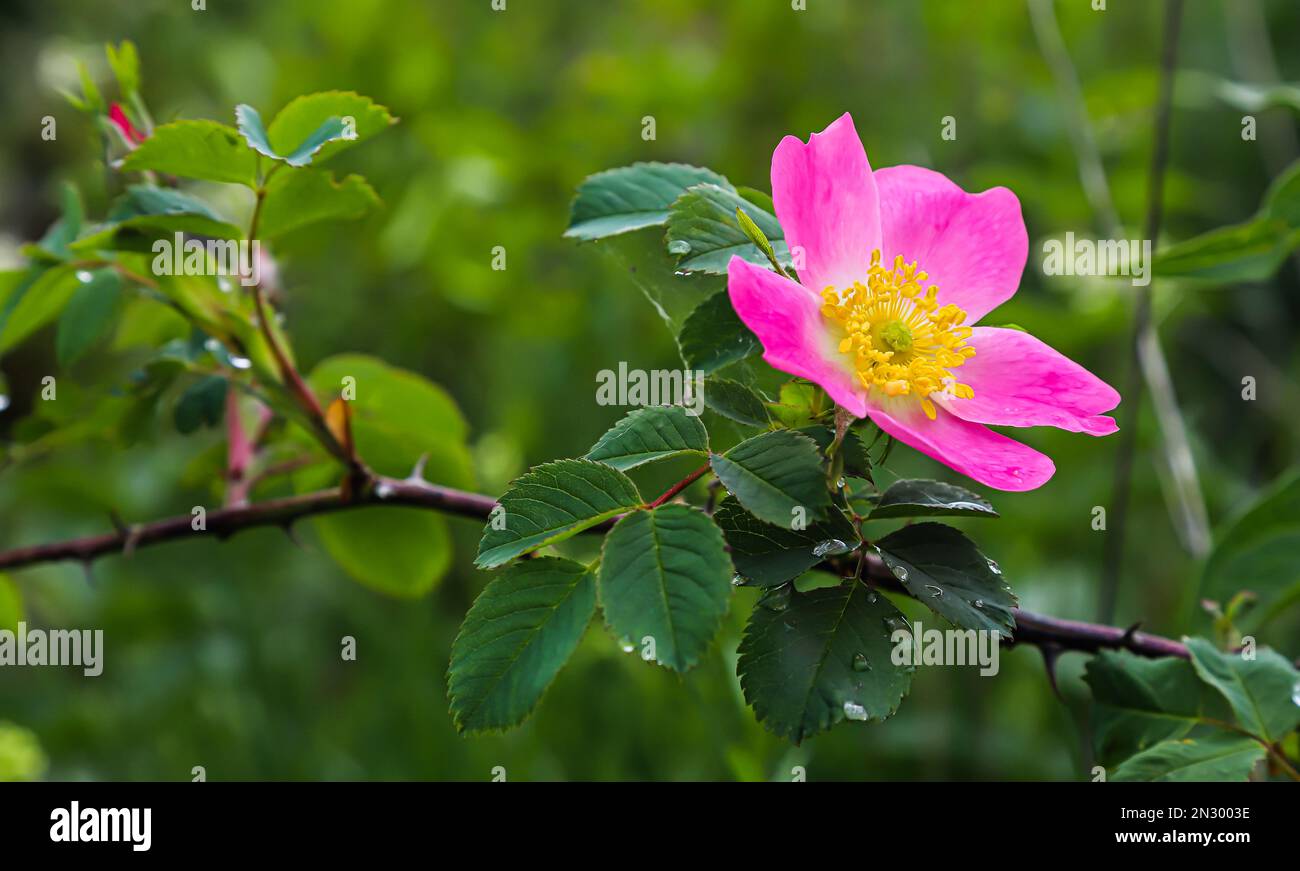 rose hip flower in natural environment close up Stock Photo - Alamy