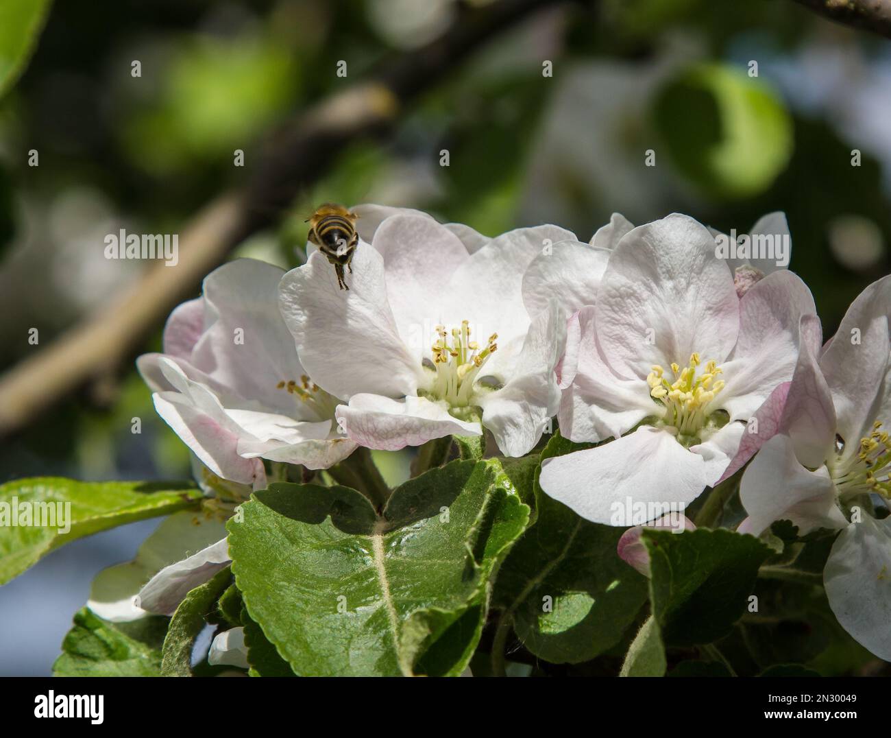 apple tree blooms in the garden. bees collect nectar and pollen Stock ...