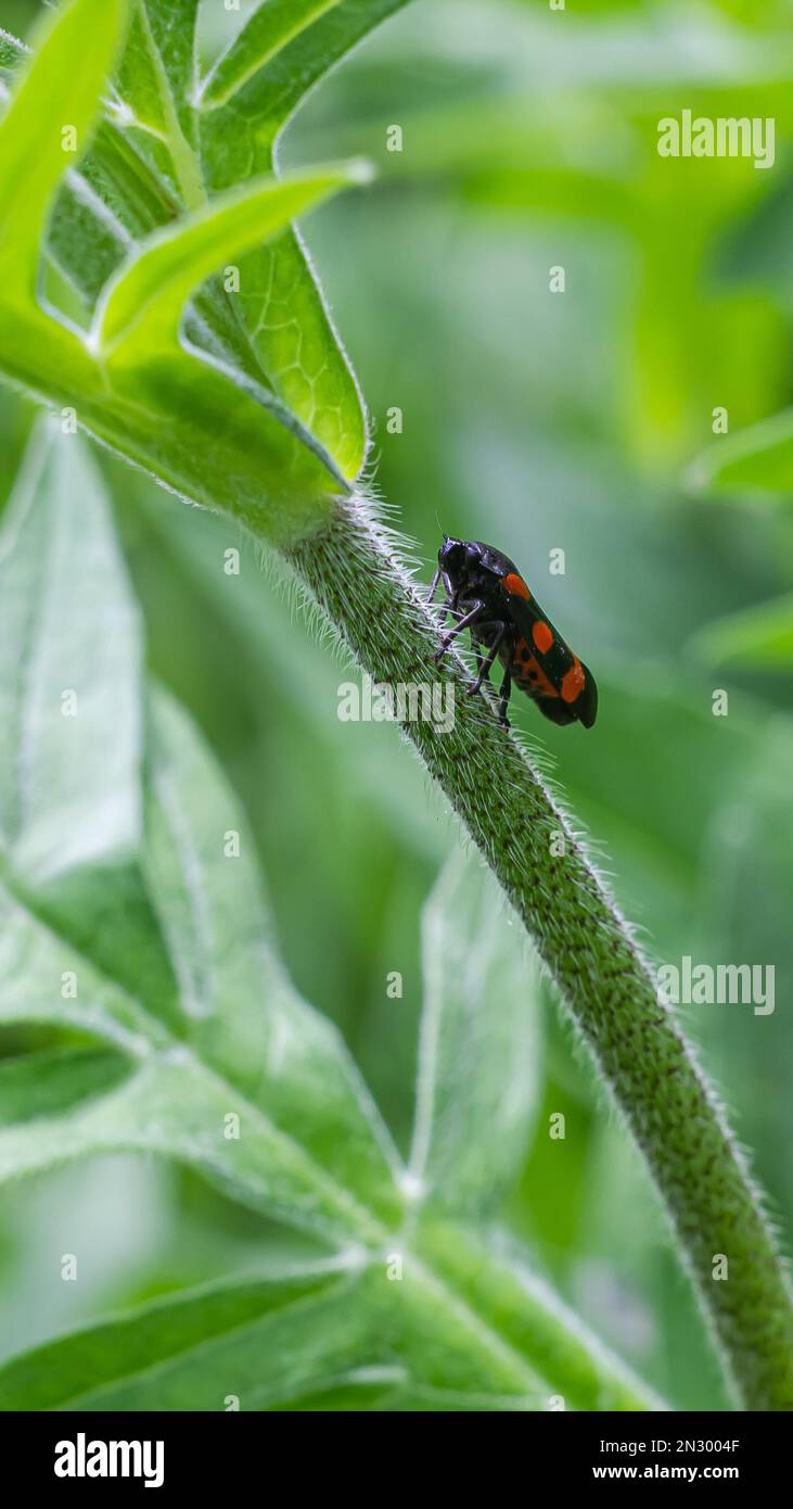 Wild animals and insects hi-res stock photography and images - Alamy