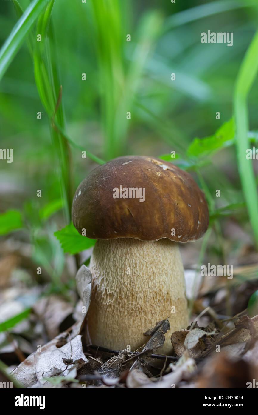 Mushroom season forest hi-res stock photography and images - Alamy