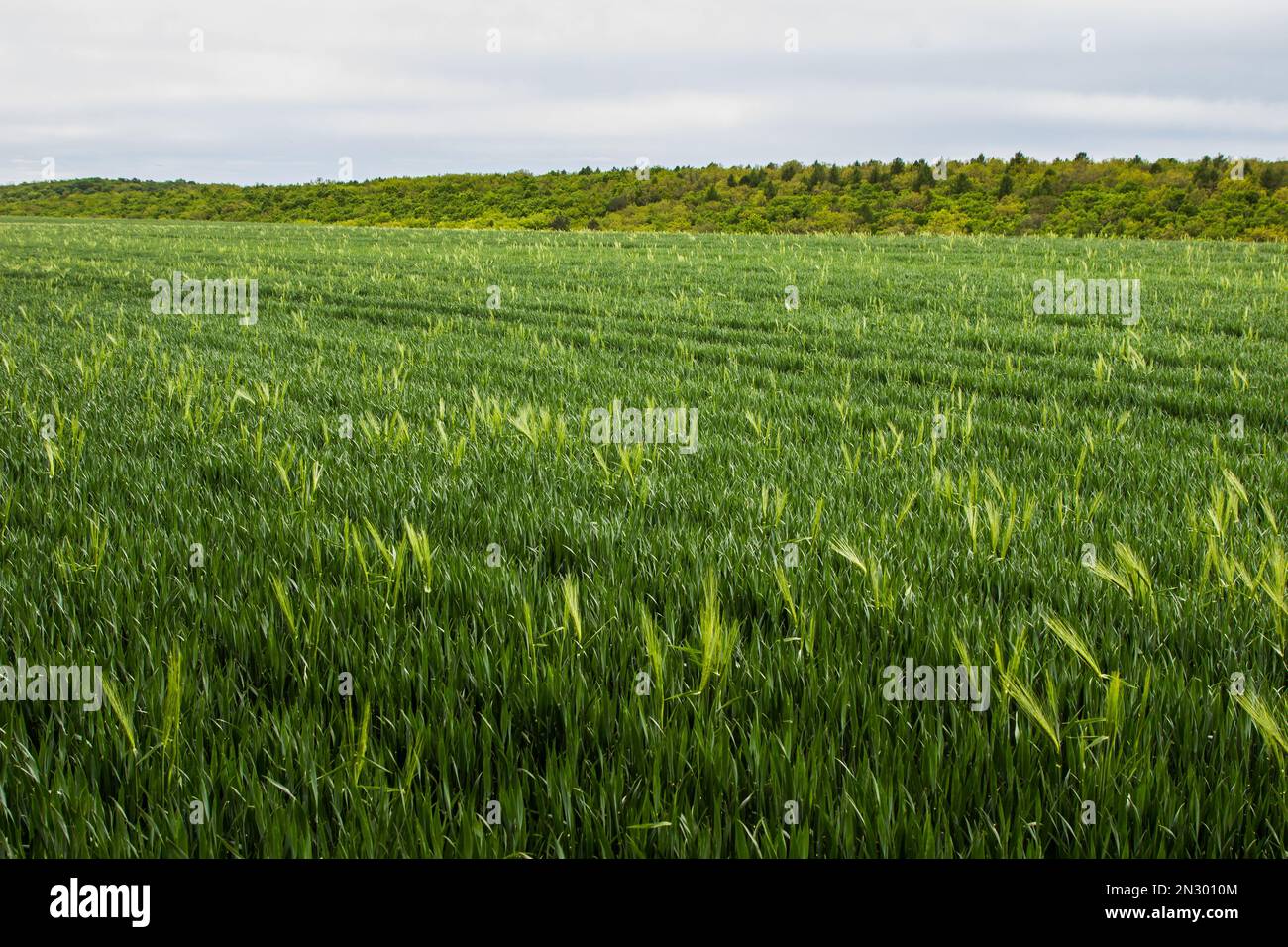 spikelets of green rye grow in the field of the farm in summer Stock ...