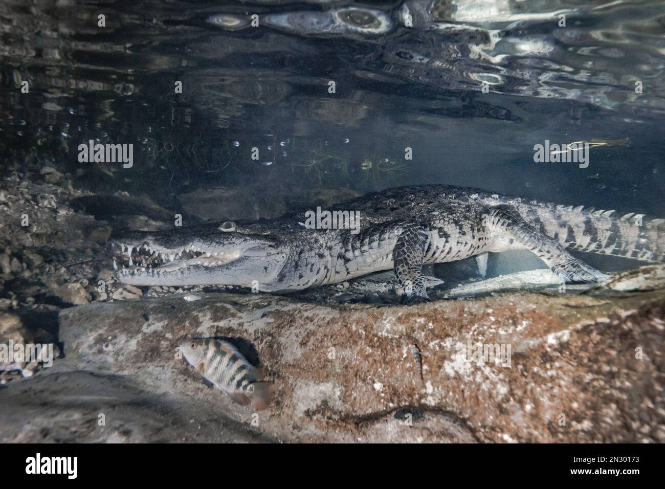 Crocodile at cenote Casa Cenote Stock Photo - Alamy