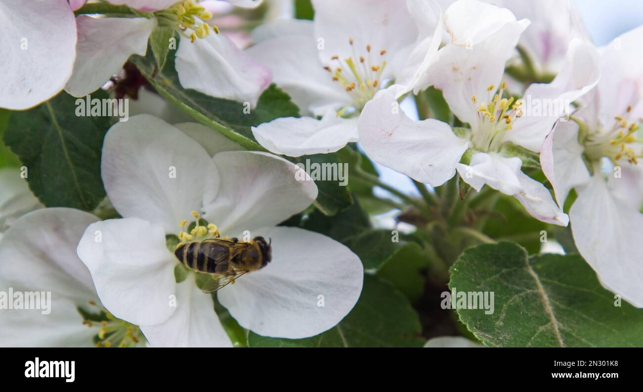 apple tree blooms in the garden. bees collect nectar and pollen Stock ...