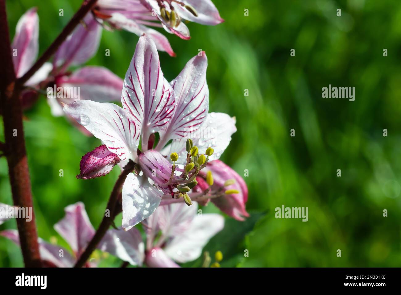 dictamnus. Pink-purple flowers bloom in the wild in drops of dew Stock ...