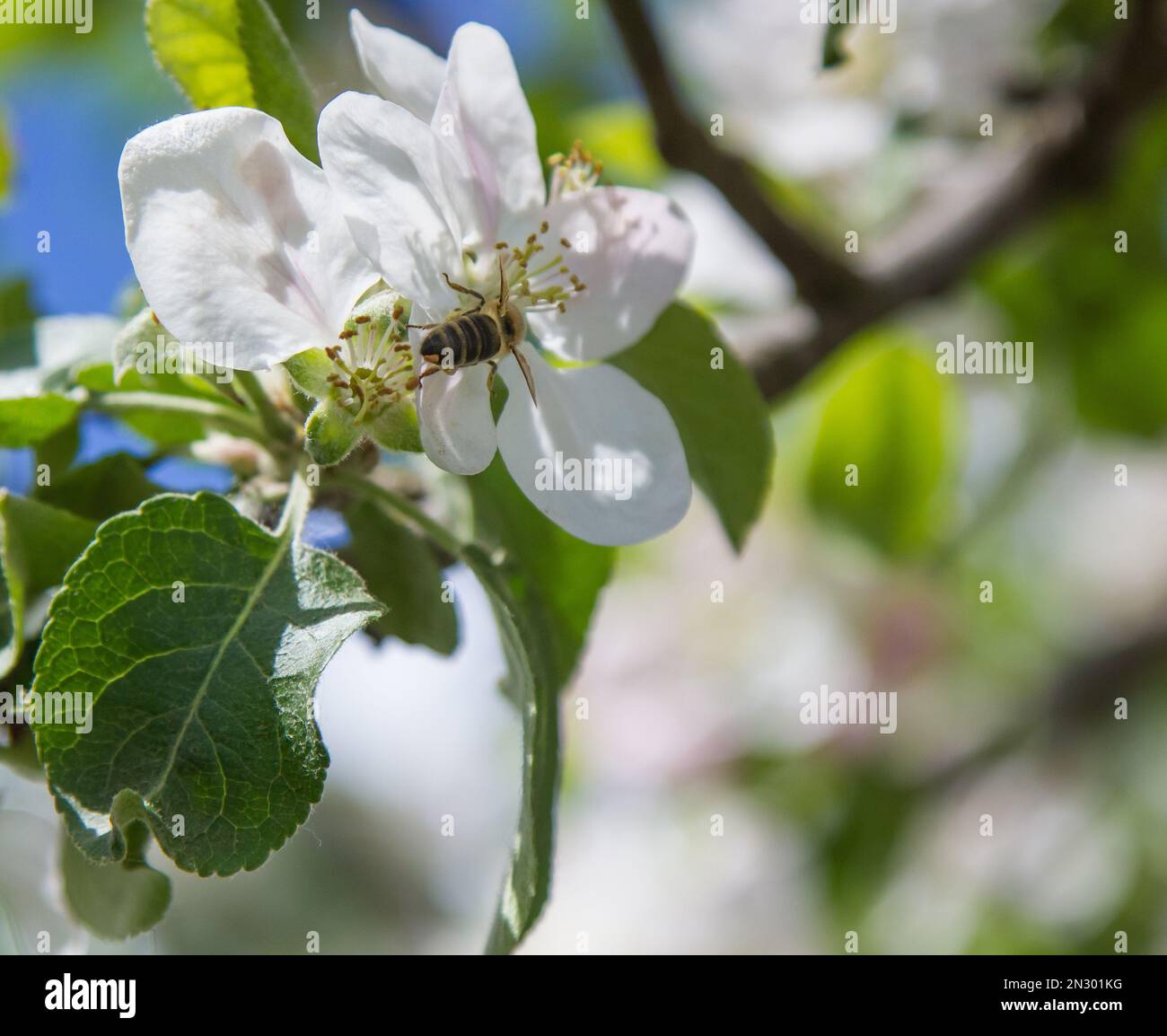 apple tree blooms in the garden. bees collect nectar and pollen Stock ...
