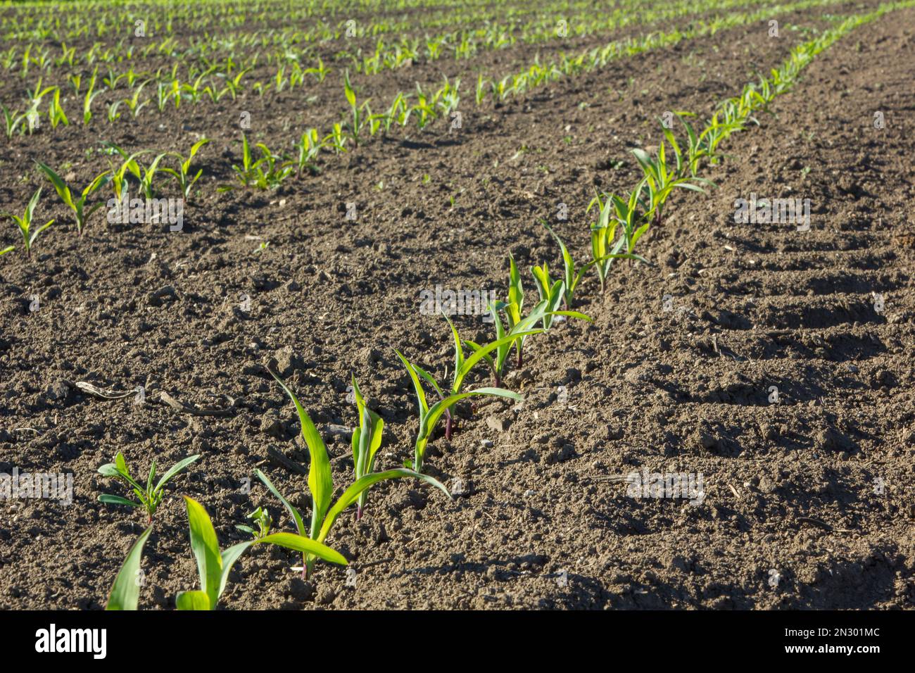 field with corn in spring. Parposts of plants began to grow in a ...