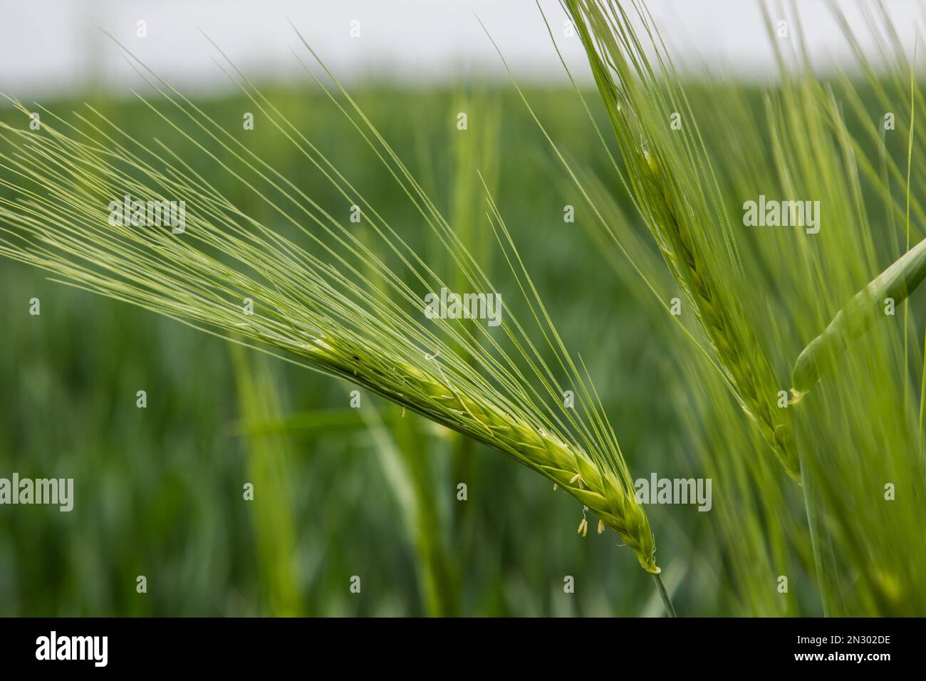 spikelets of green rye grow in the field of the farm in summer Stock ...